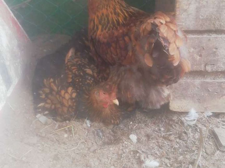 Куры петухи