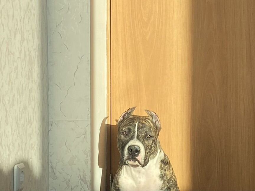 Стаффордширский терьер