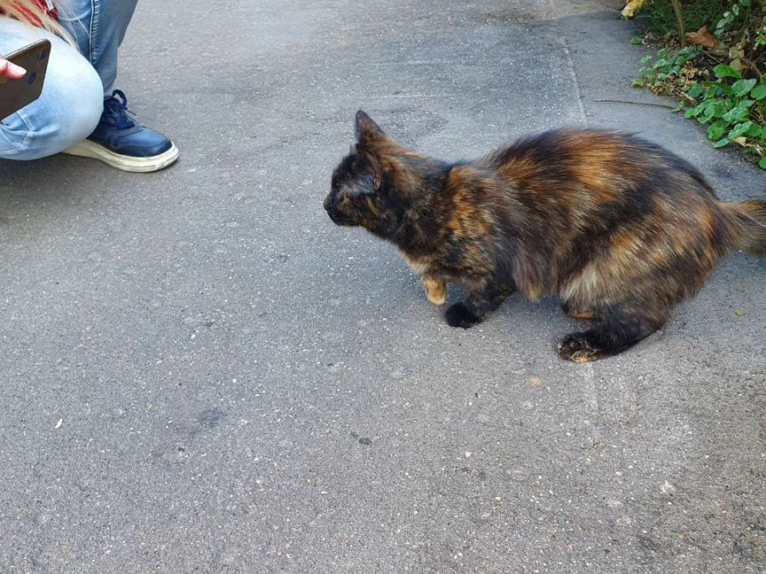 Очень ласковая молодая кошечка