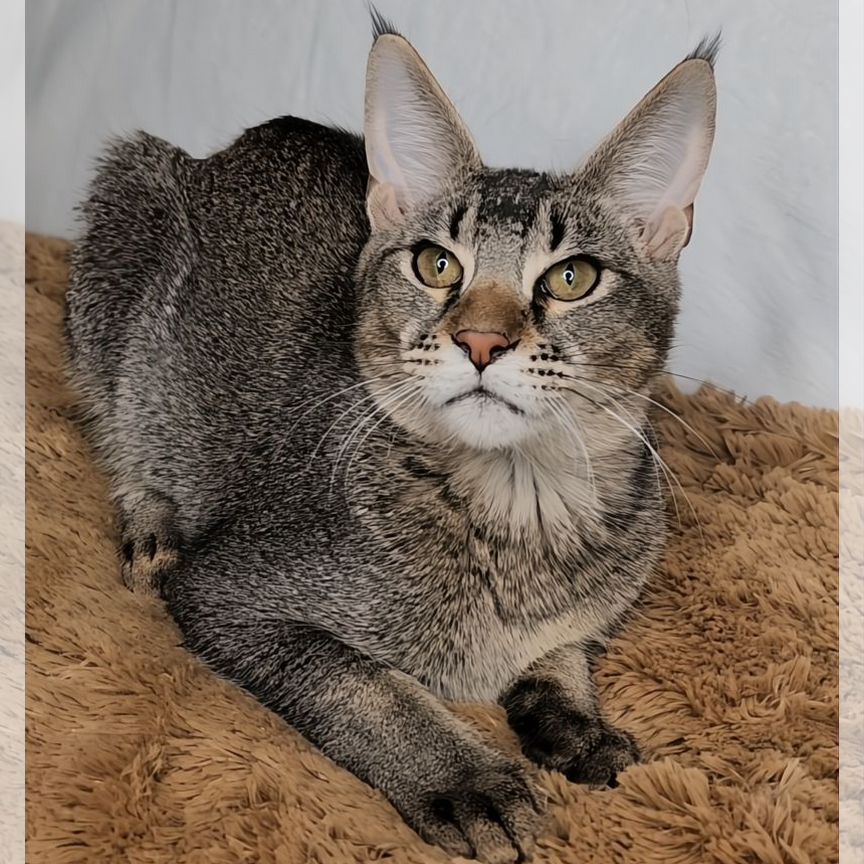 Каракет, взрослая кошка