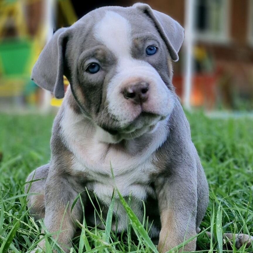 Американский булли стандарт