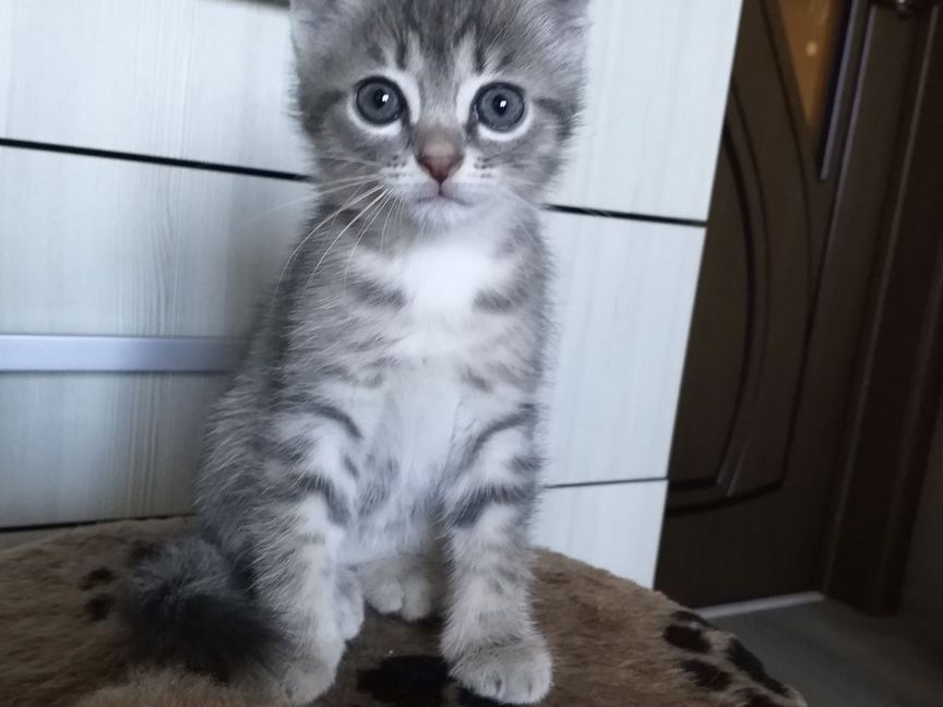 Симпатичные котята