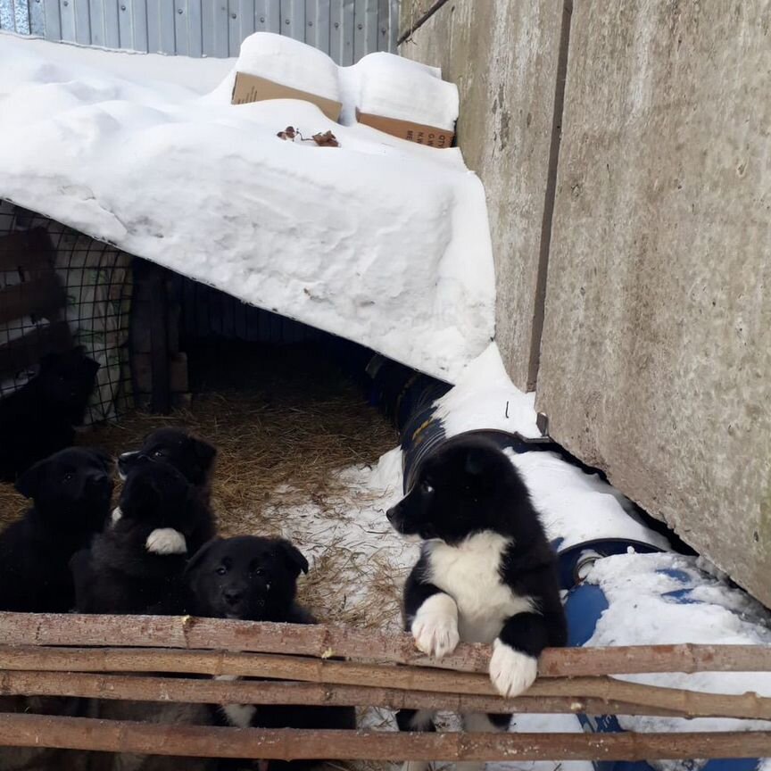 Щенки в добрые руки