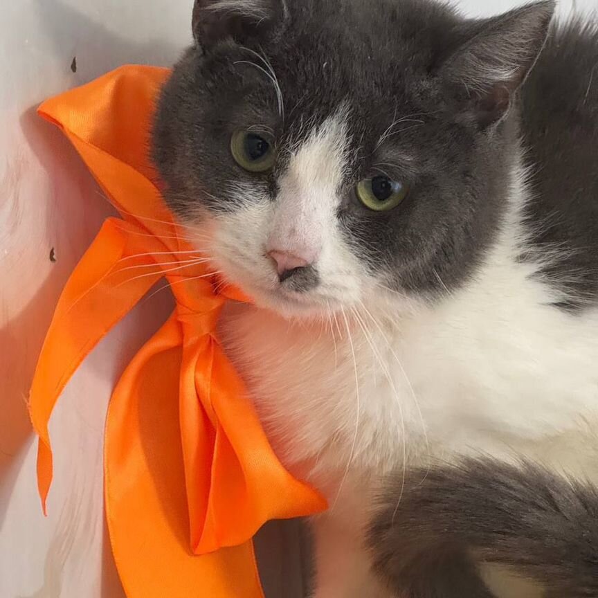 Кошечка Алекса из приюта Некрасовка в дар