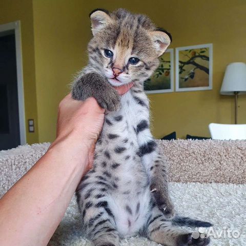 Саванна f1, девочка