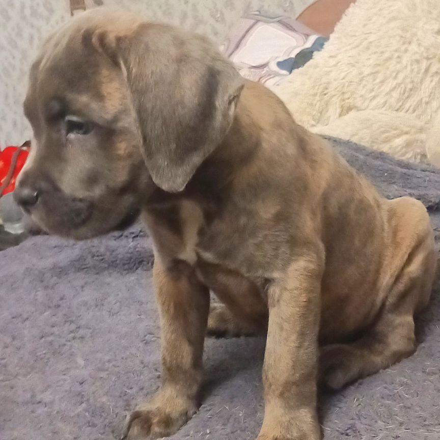 Мальчик Кане корсо