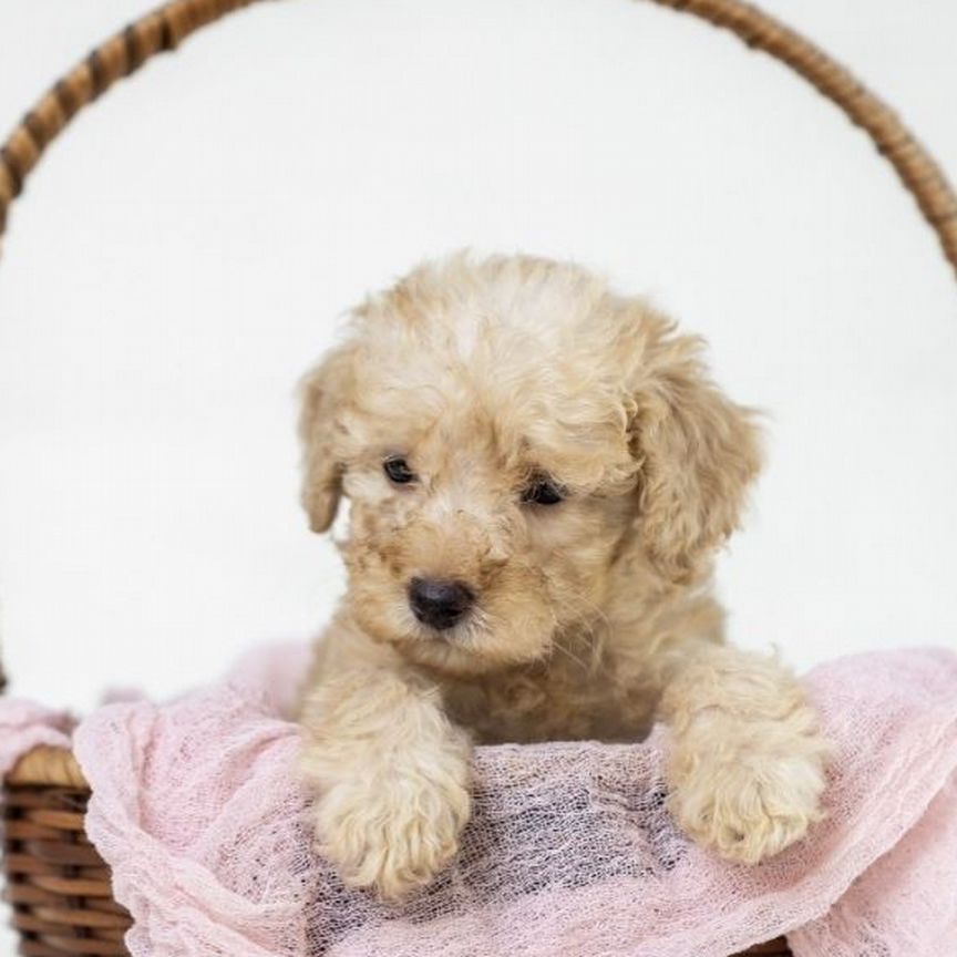 Пудель, щенок