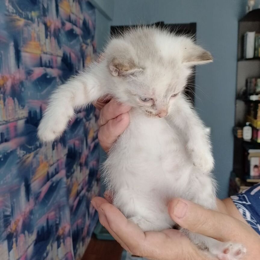 Котята в добрые руки бесплатно