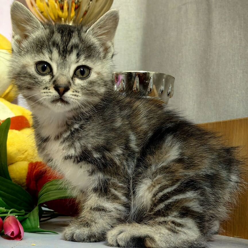 Курильский бобтейл кошечки