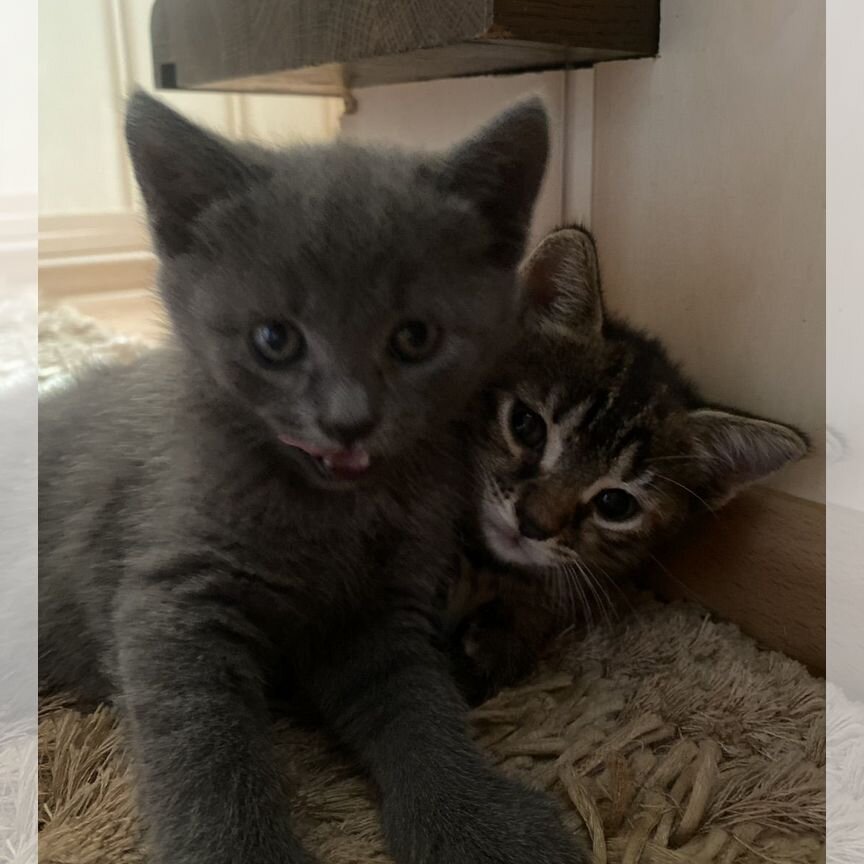 Котята в добрые руки полтора месяца