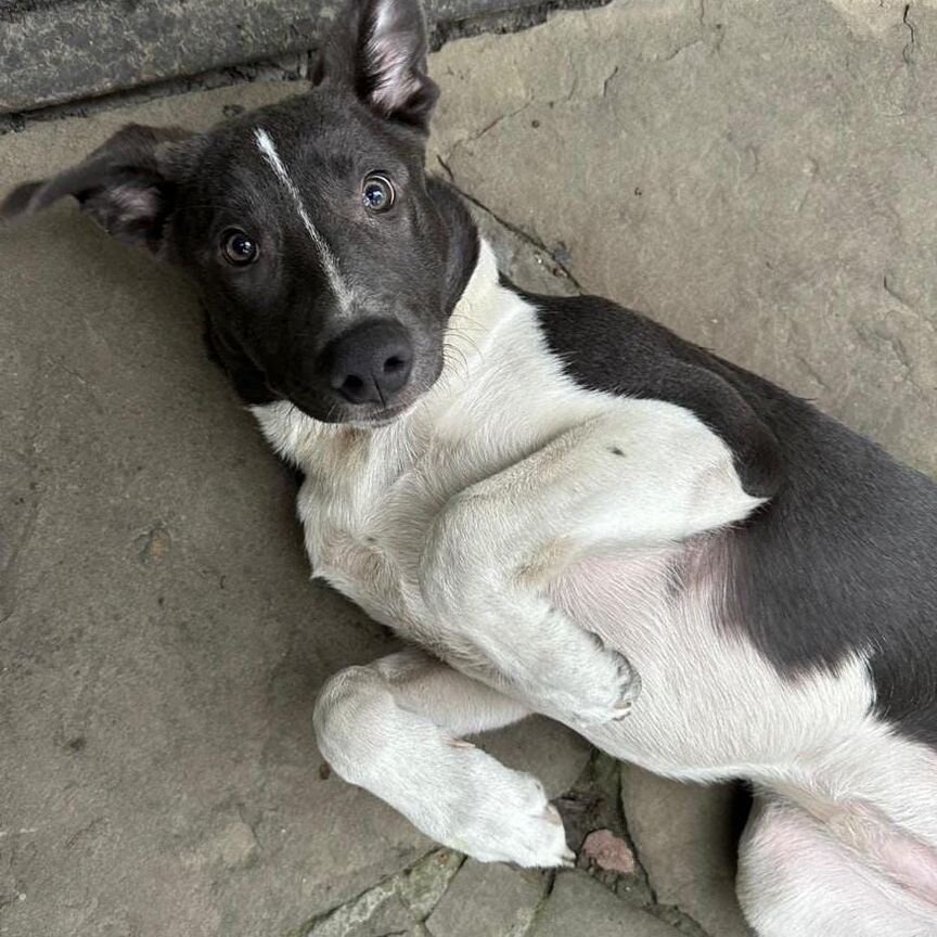 Собака в добрые руки