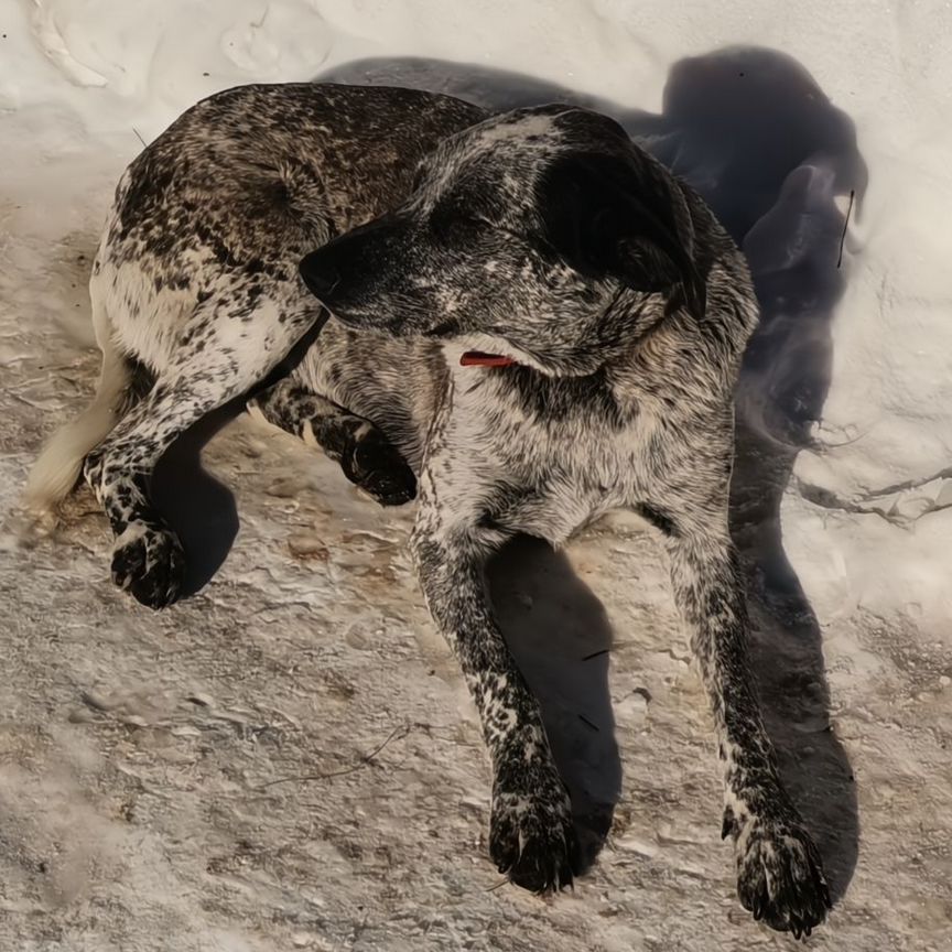 Русский охотничий спаниель, взрослая собака