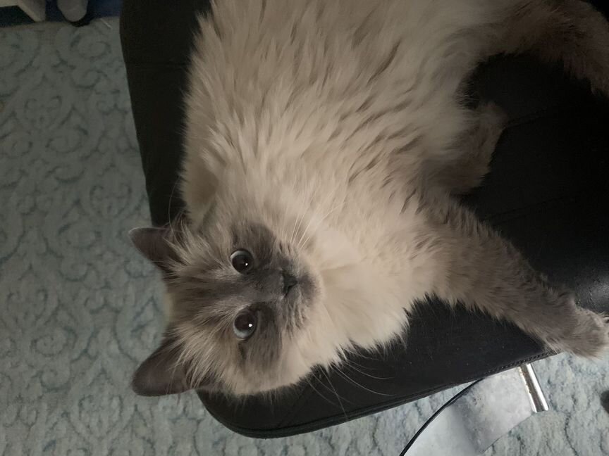 Кошка в дар бесплатно. Рэгдолл