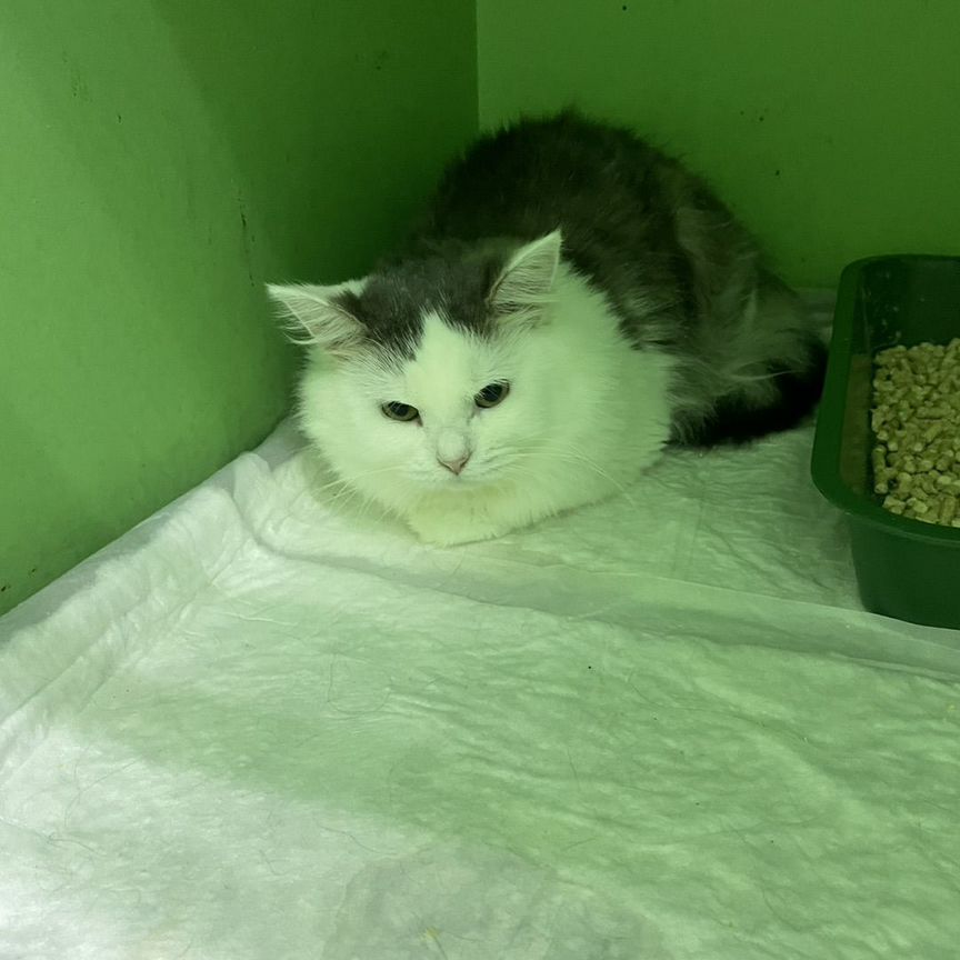 Котенок Пушок