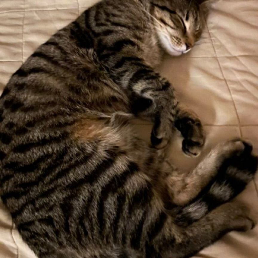 Кошка в добрые руки 5 месяцев