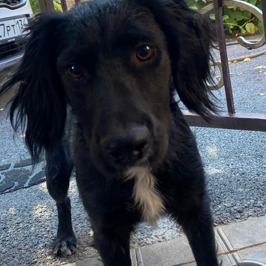 Собака в добрые руки отдам бесплатно