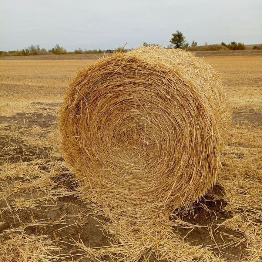 Солома ячменная