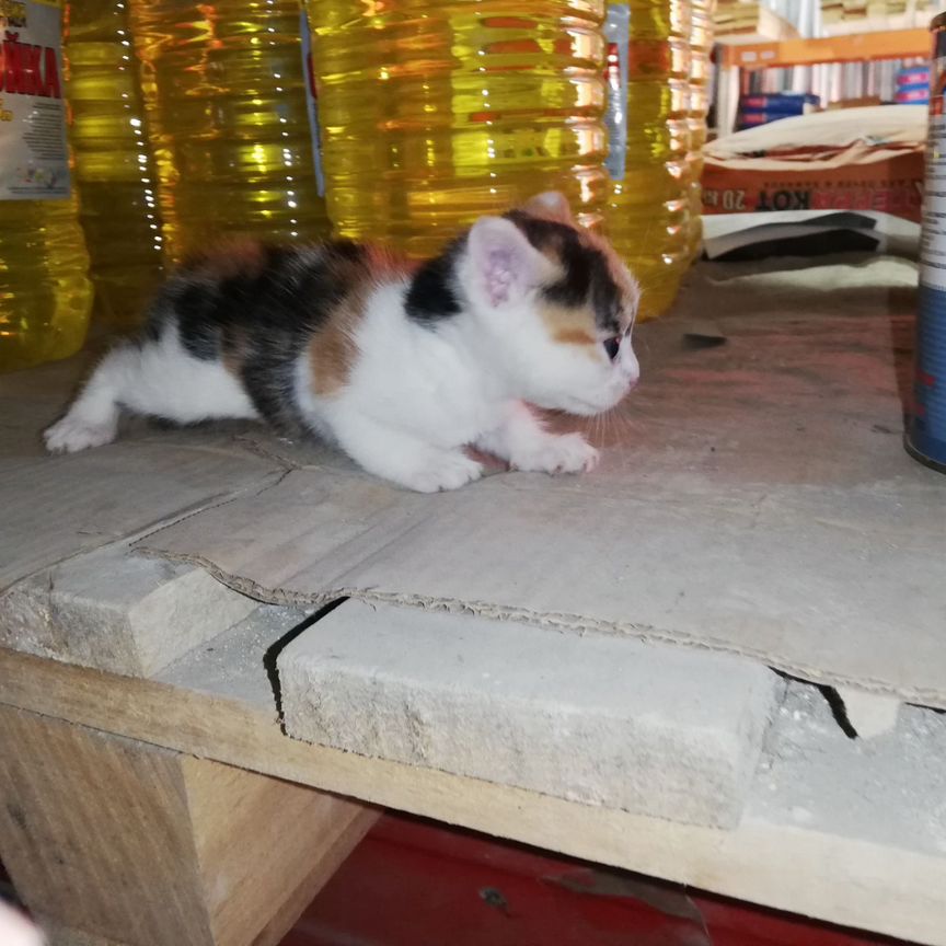 Котята в добрые руки девочка и два мальчика