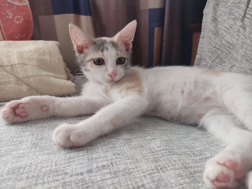 Котенок девочка в добрые руки
