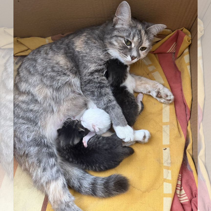 Котёнок в добрые руки