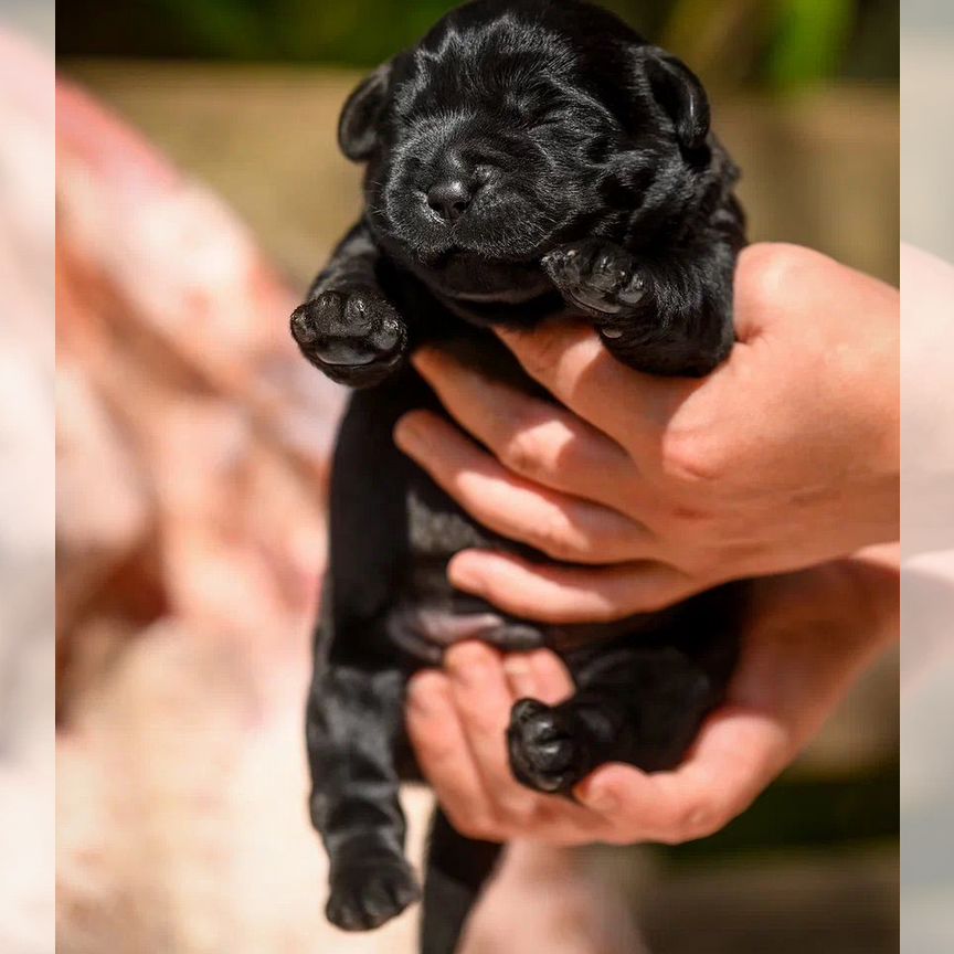 Черный и шоколадный мальчики Лабрадора