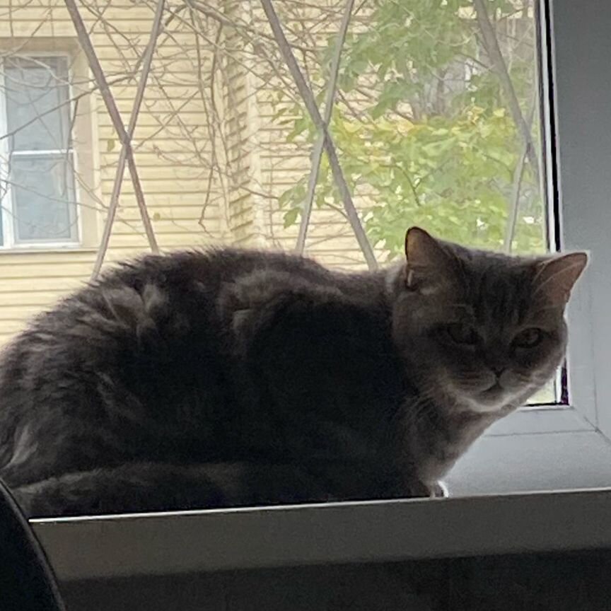 Шотландская прямоухая короткошёрстная кошка, взрослая