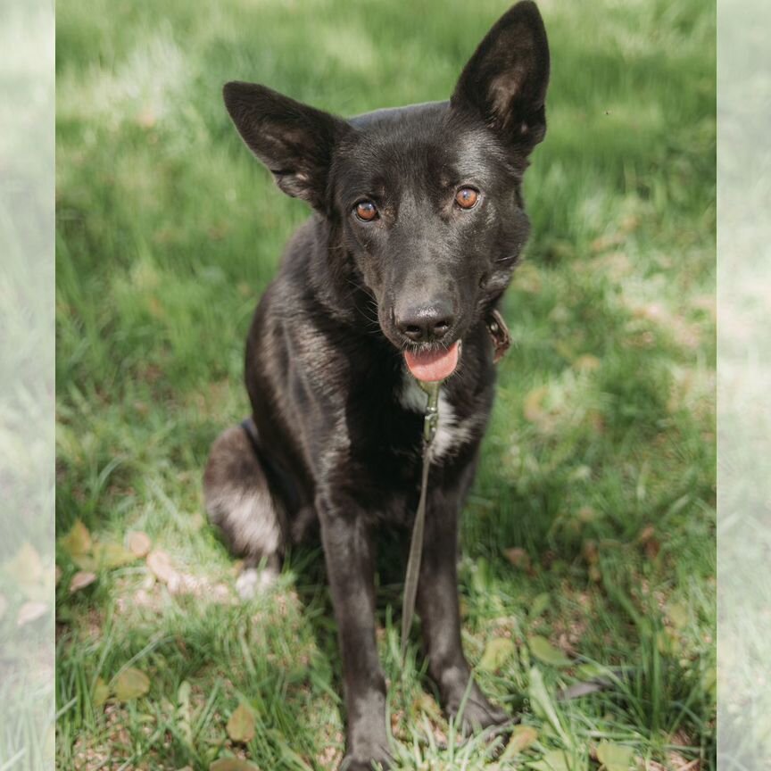 Герда, метис немецкой овчарки в добрые руки