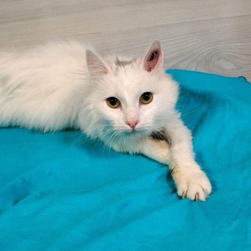 Кошка