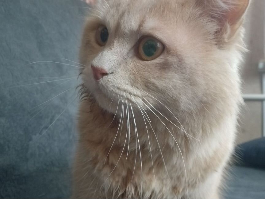 Найден кот