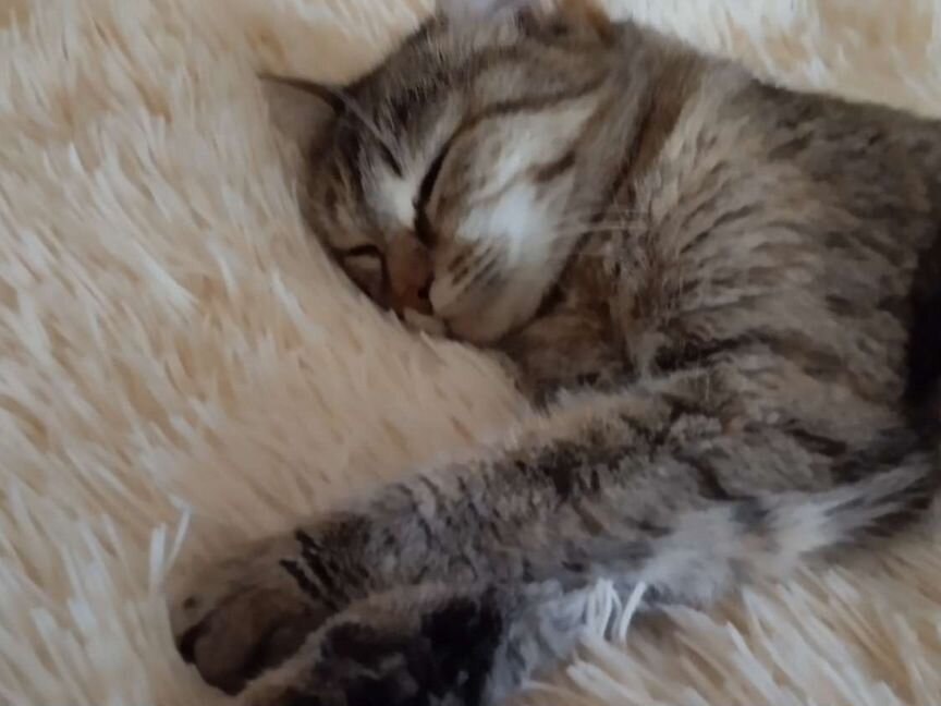 Кошка и котенок отдаются в хорошие руки