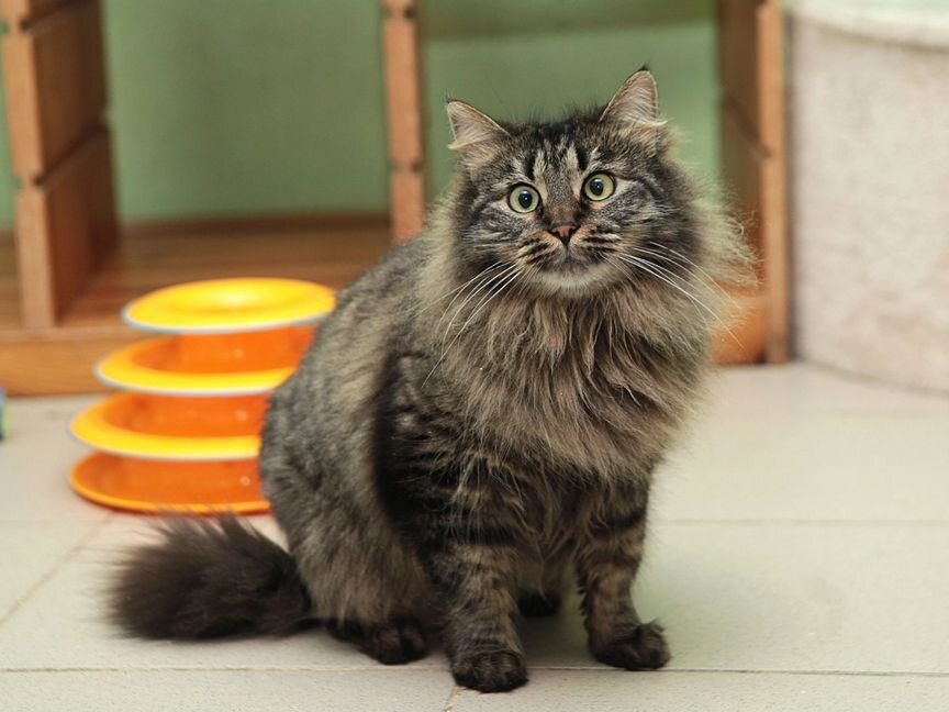 Пушистая кошечка