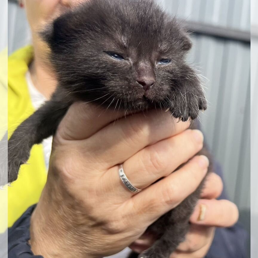 Котята бесплатно