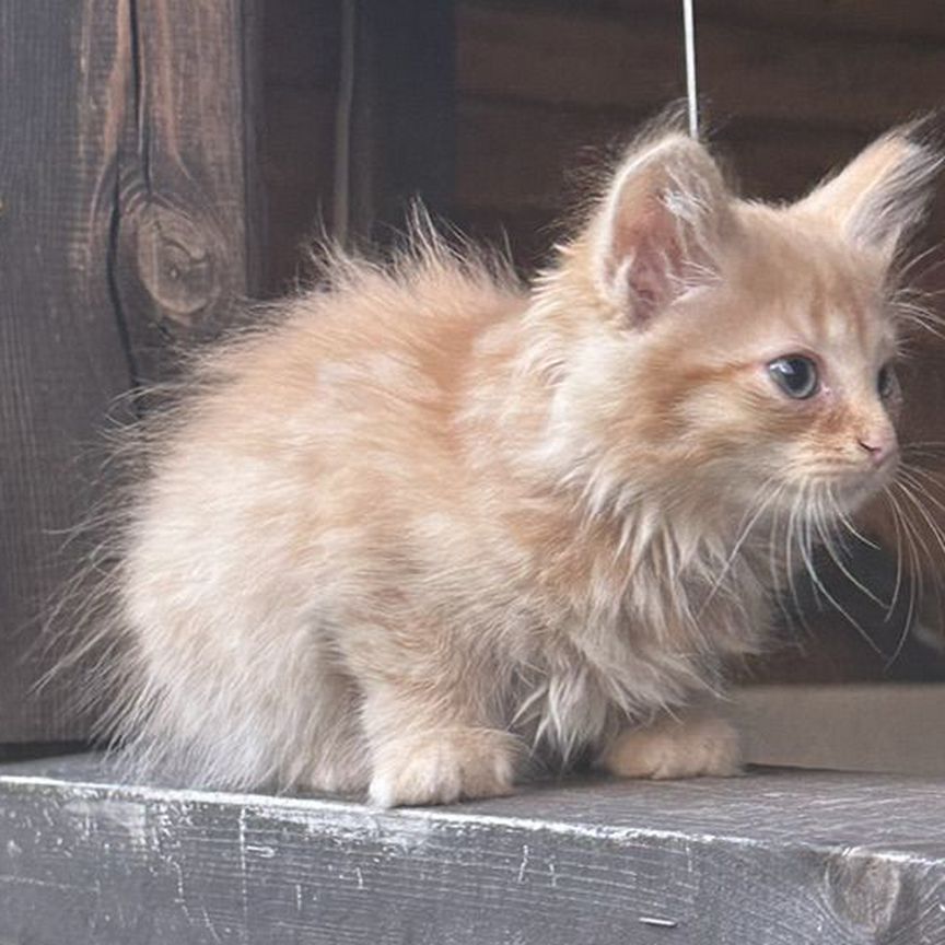 Котенок