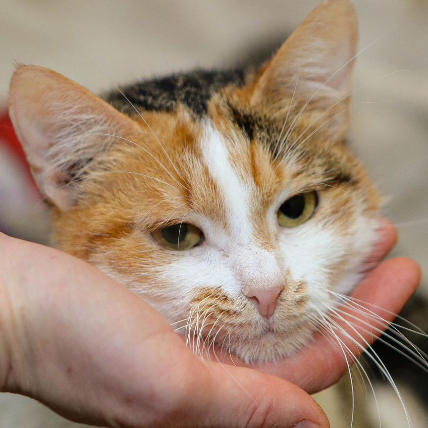 Взрослая, кошка в добрые руки