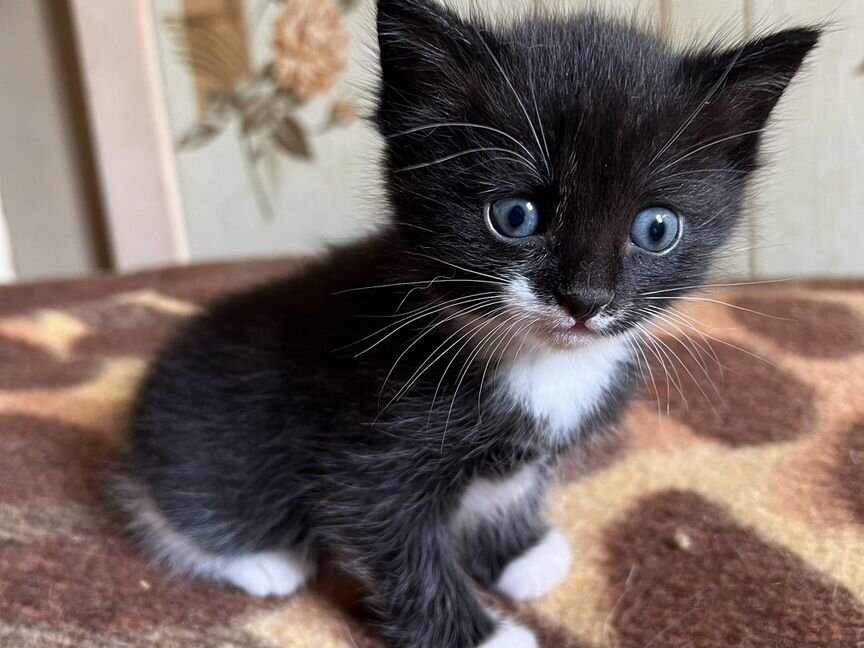 Котята