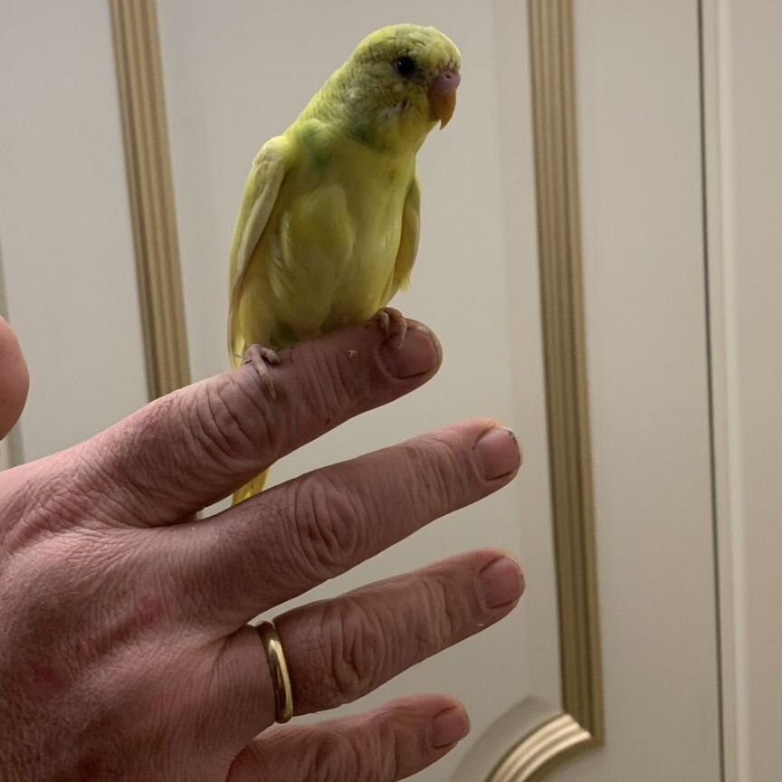 Волнистый попугай