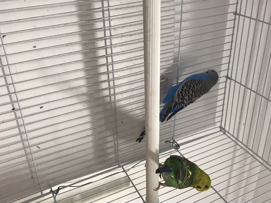 Волнистый попугай