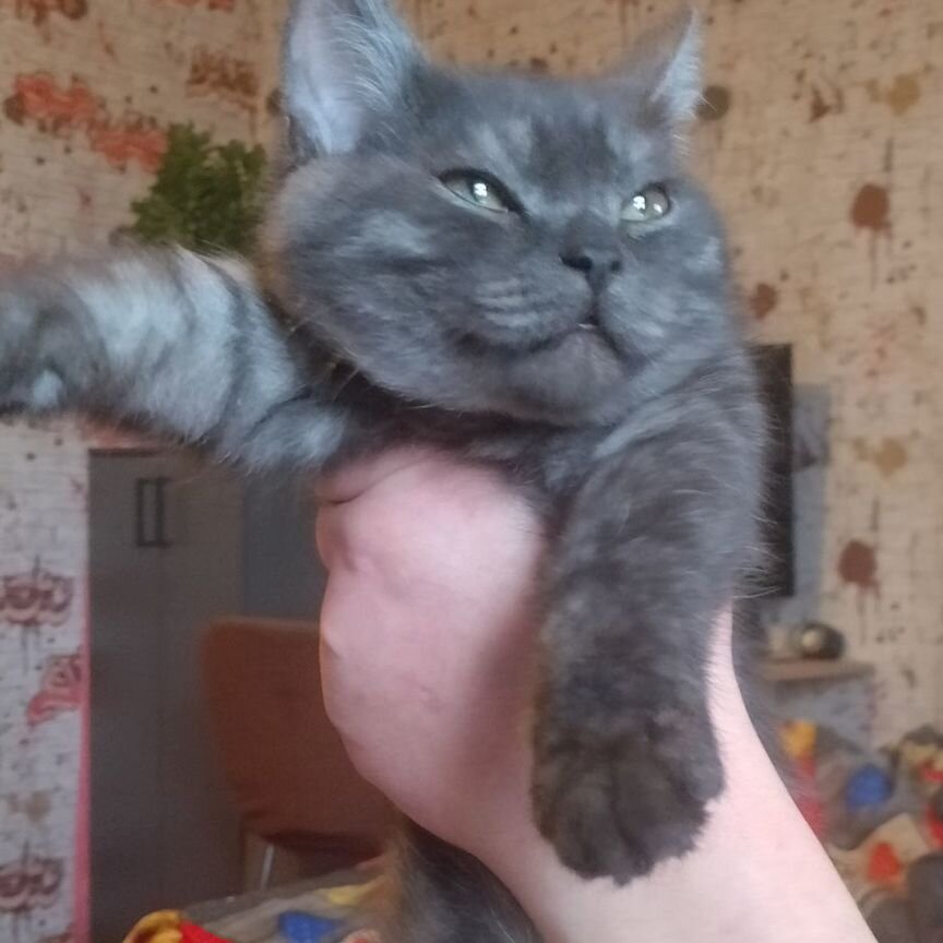 Шотландский прямоухий короткошёрстный котёнок