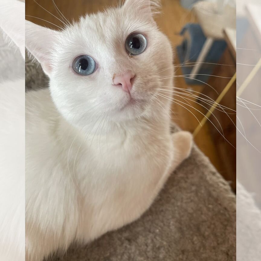 Взрослый кот в добрые руки