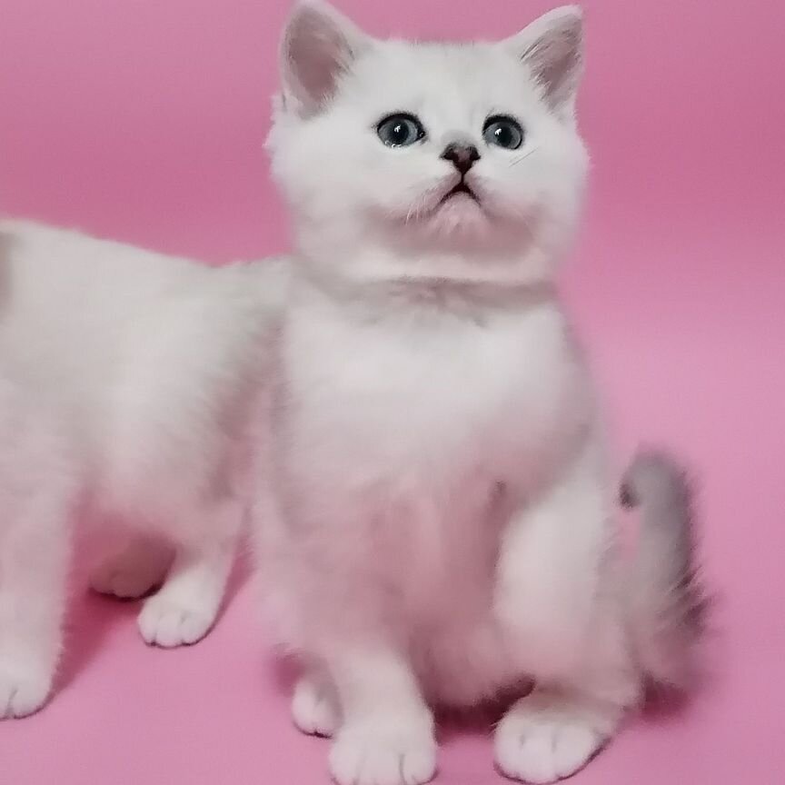 Шотландский прямоухий короткошёрстный котёнок