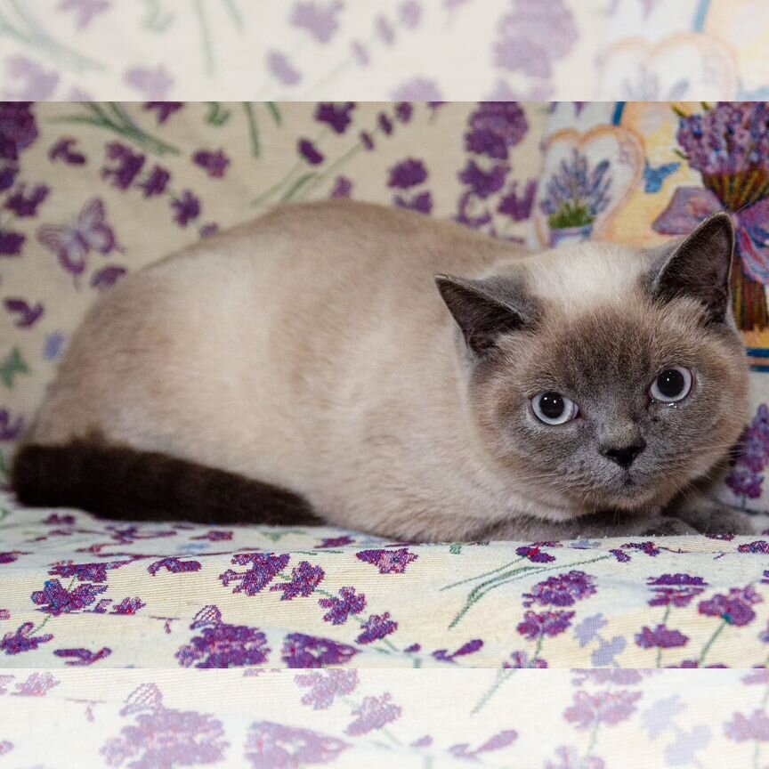 Щекастый Мурзик в дар