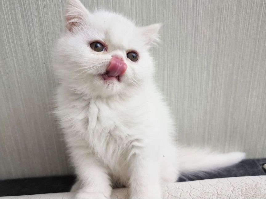 Белая кошечка экзот