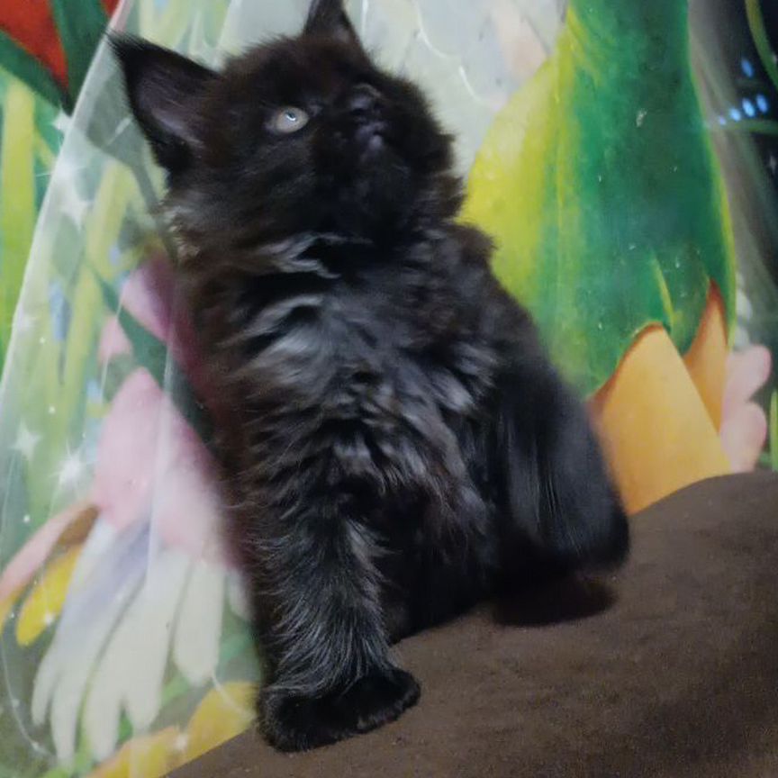 Мейн-кун котёнок