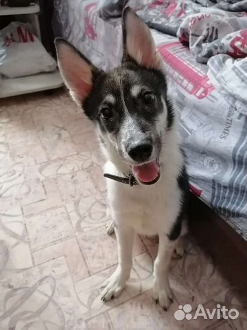 Щенок мальчик фенотип лайки