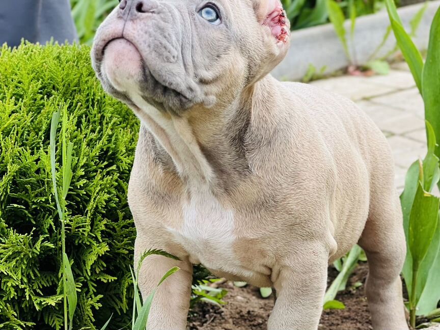 Щенки булли