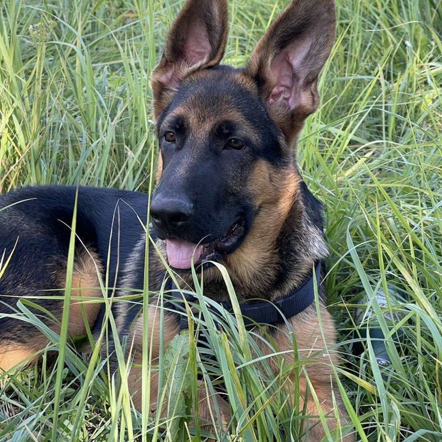 Щенки немецкой овчарки