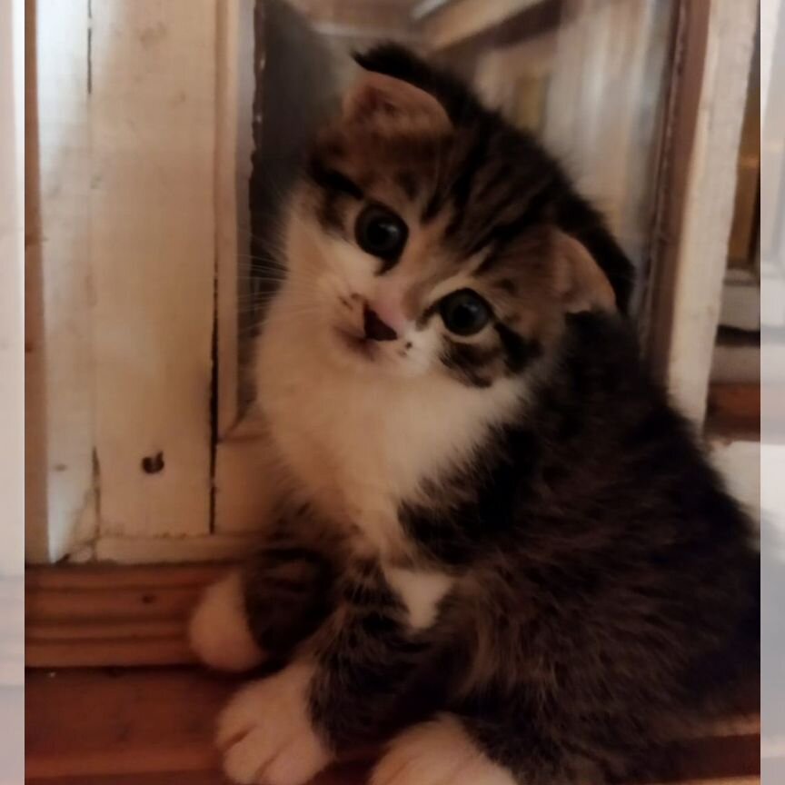Котята в добрые руки бесплатно