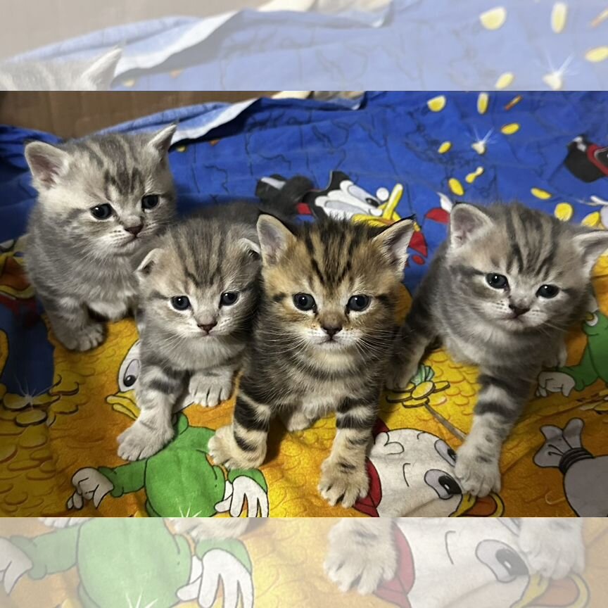 Шотландский вислоухий короткошёрстный котёнок