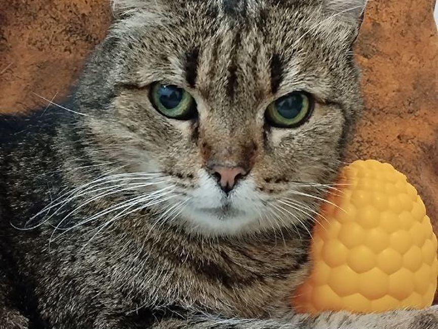 Кошка подарок судьбы