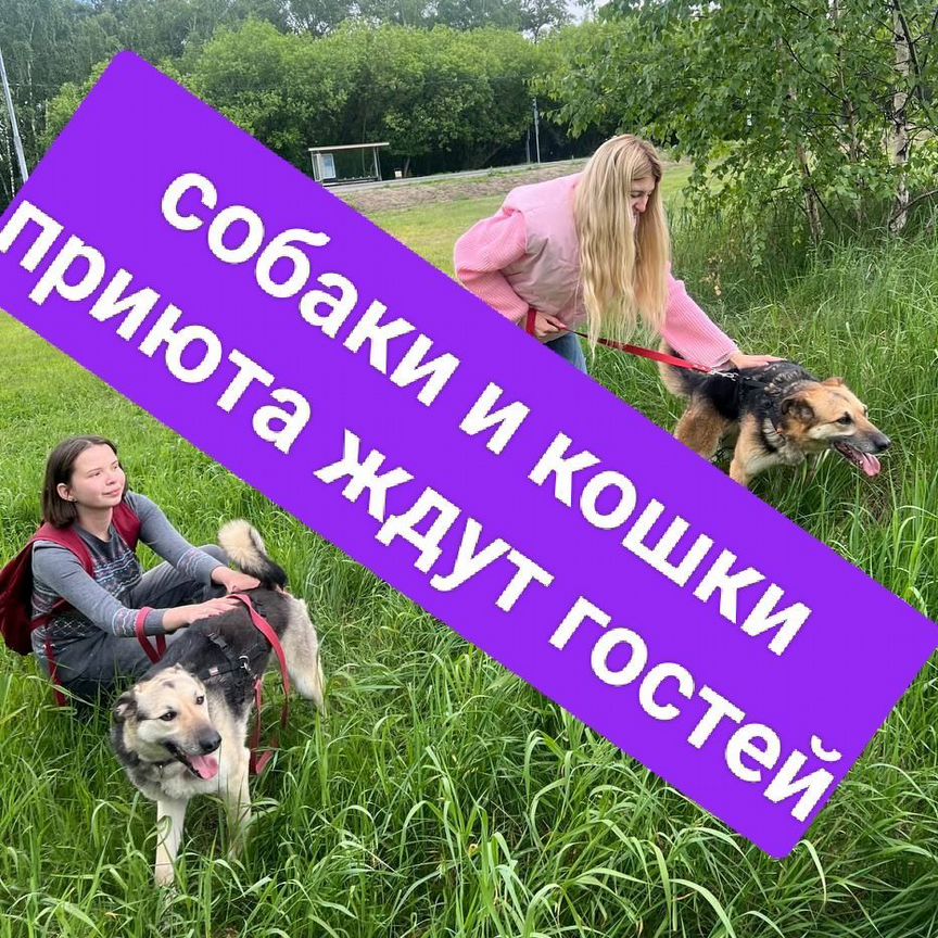 Взрослая собака в добрые руки